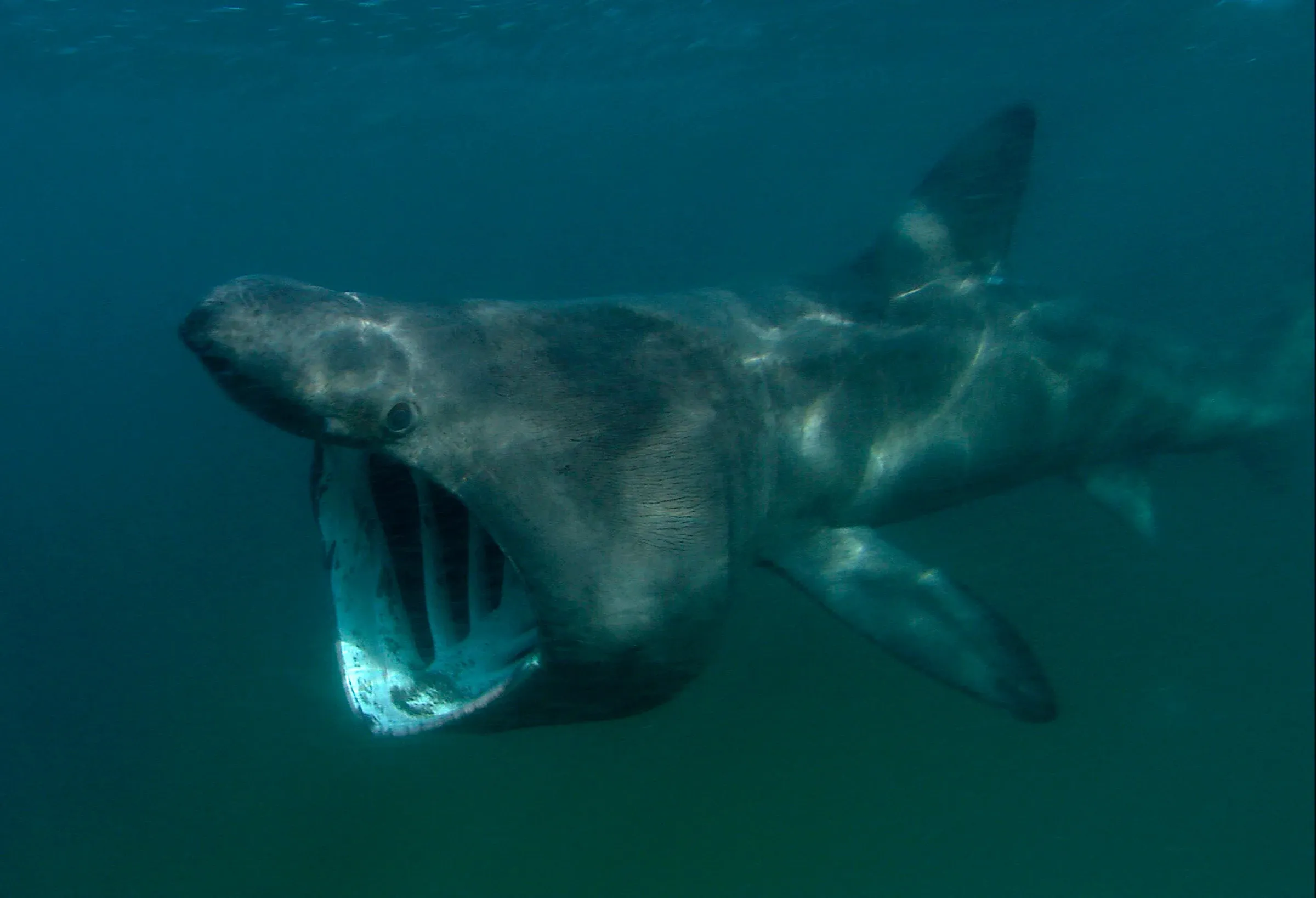 Reuzenhaai gespot in de Noordzee – Leer alles over haaien met SSI Shark ...
